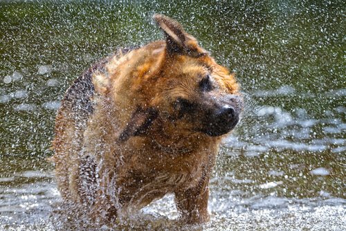 Hvorfor ryster din hund sig? - My Animals