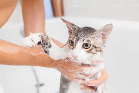 Sådan giver du din kat et bad - My Animals
