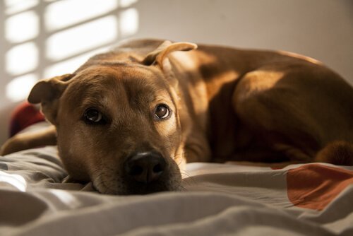 Gode råd til at socialisere en stresset og ængstelig hund - My Animals