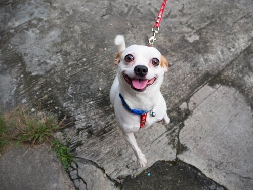 Gør din hunds gåture sjovere: 6 tips til at gøre en hund glad - My Animals