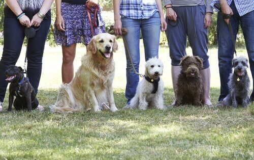 Hunde stoler ikke på vrede personer - Træning My Animals