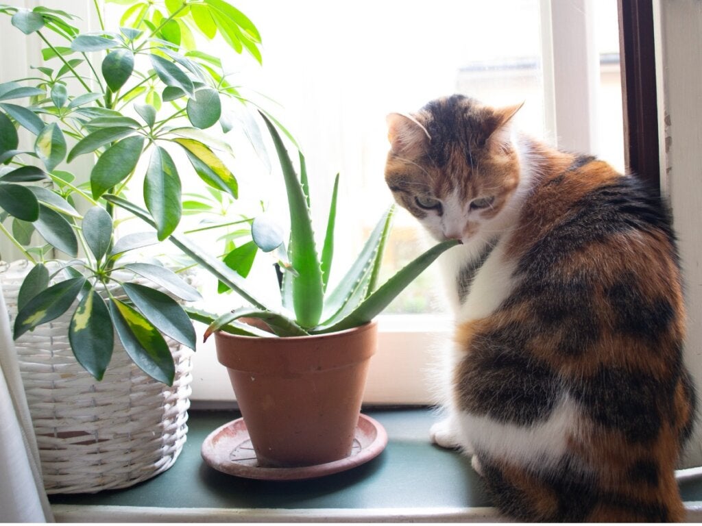 Aloe vera til katte: anvendelser og fordele