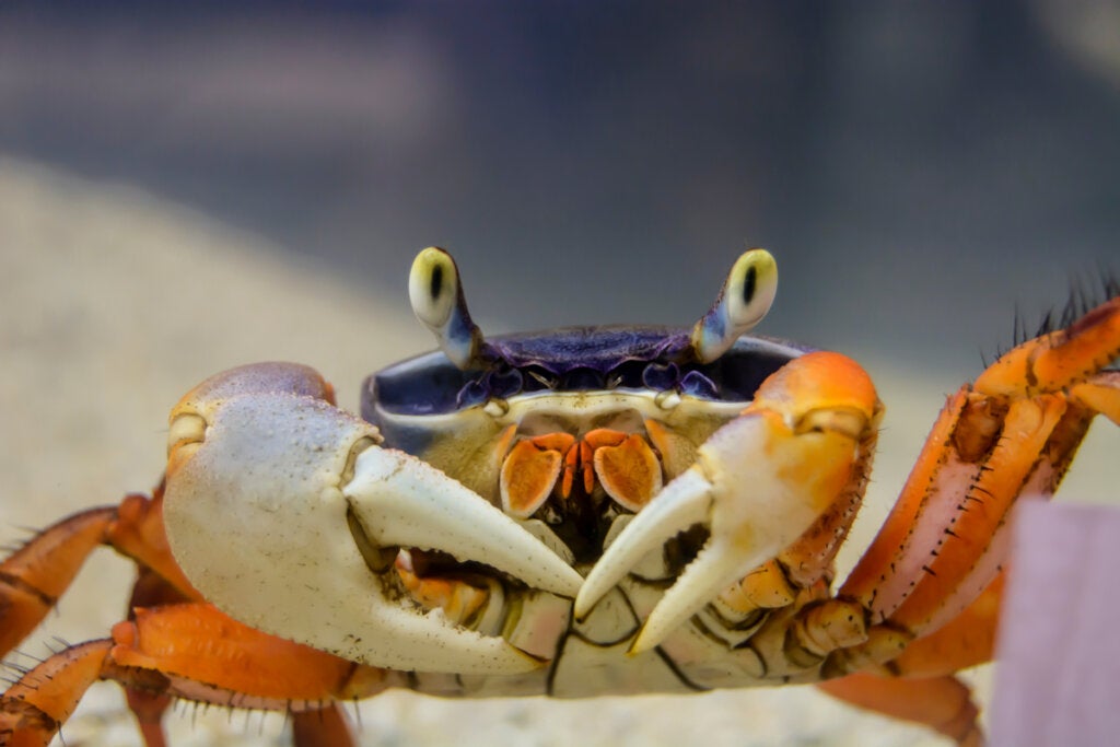 Typer af krabber: egenskaber, adfærd og reproduktion